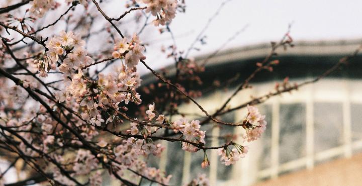 Spring In China: Explore The Adventure and Beautiful Places